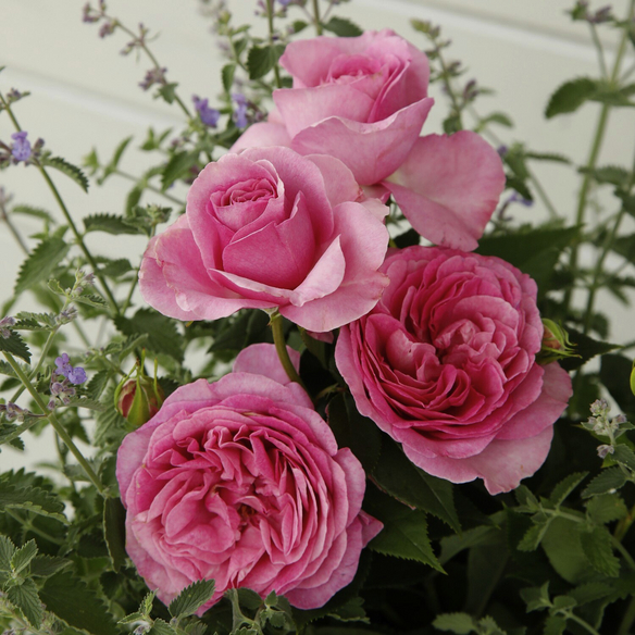KORDES ROSEN Edelrose, Rosa »Königin Marie®«, Blüte: rosa, gefüllt ...