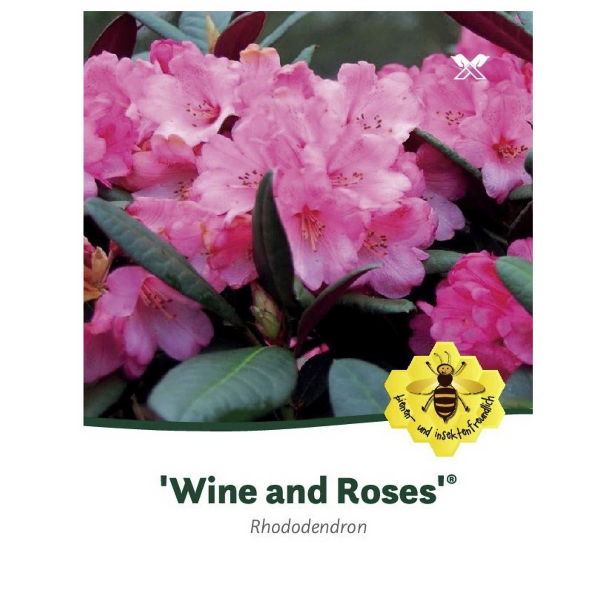 Rhododendron »Wine and Roses«, rosa, Höhe: 30 - 40 cm - hagebau.at