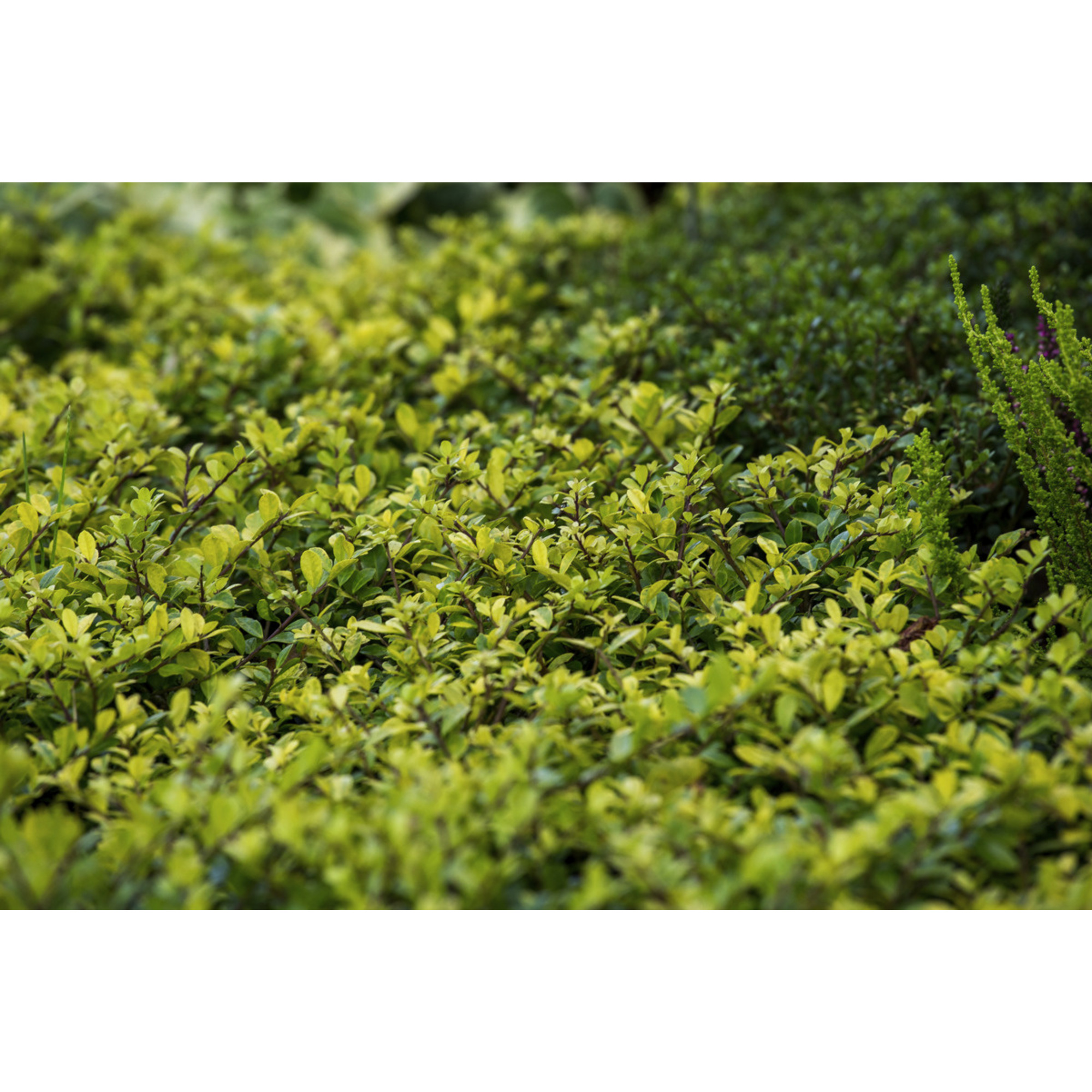 Gartenkrone Zwerg-Stechpalme, Ilex crenata »Golden Gem«, Blätter: gelb ...