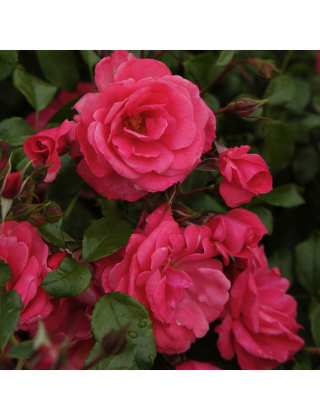 KORDES ROSEN Beetrose, Rosa »Bad Birnbach®«, Blüte: rosa/pink ...