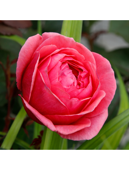 KORDES ROSEN Beetrose, Rosa »Gartenprinzessin Marie-Jose®«, Blüte ...