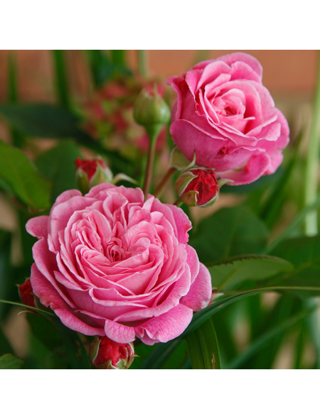 KORDES ROSEN Beetrose, Rosa »Rosengräfin Marie Henriette®«, Blüte: rosa ...