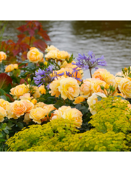 ROSEN TANTAU Beetrose, Rosa x hybrida »Hansestadt Rostock«, Blüte: gelb ...