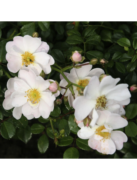 KORDES ROSEN Kleinstrauchrose, Rosa »Medeo®«, Blüten: weiß/rosa ...