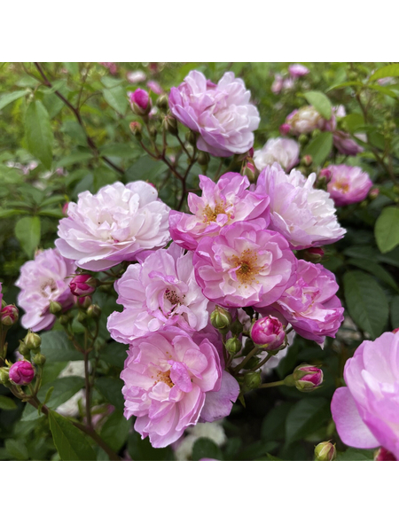 KORDES ROSEN Kletterrose, Rosa »‘Lavender‘ Siluetta®«, Blütenfarbe ...