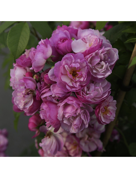 KORDES ROSEN Kletterrose, Rosa »‘Lavender‘ Siluetta®«, Blütenfarbe ...