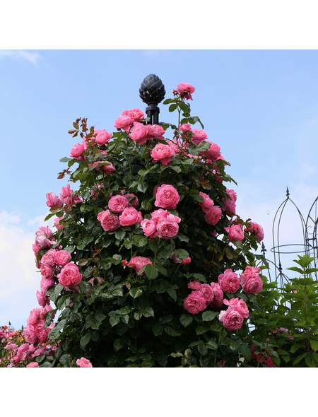 KORDES ROSEN Strauchrose, Rosa »Flora Colonia/Kölner Flora®«, Blüte ...