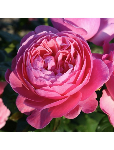 KORDES ROSEN Strauchrose, Rosa »Flora Colonia/Kölner Flora®«, Blüte ...