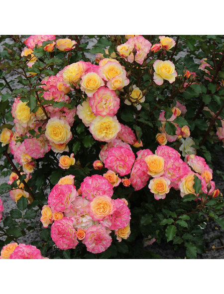 KORDES ROSEN Strauchrose, Rosa »Landlust®«, Blüte: rosa, halbgefüllt ...