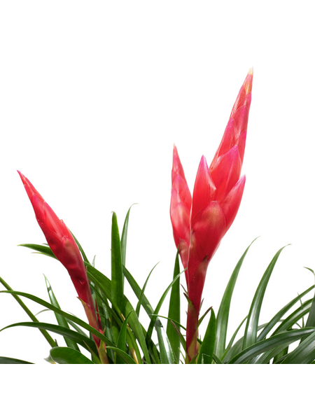 Gartenkrone Vriesea Vriesea bromelia »Astrid«, rosa - Hagebau.at